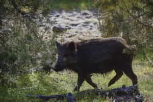 Can Pigs Run Fast? | Pet Pig World