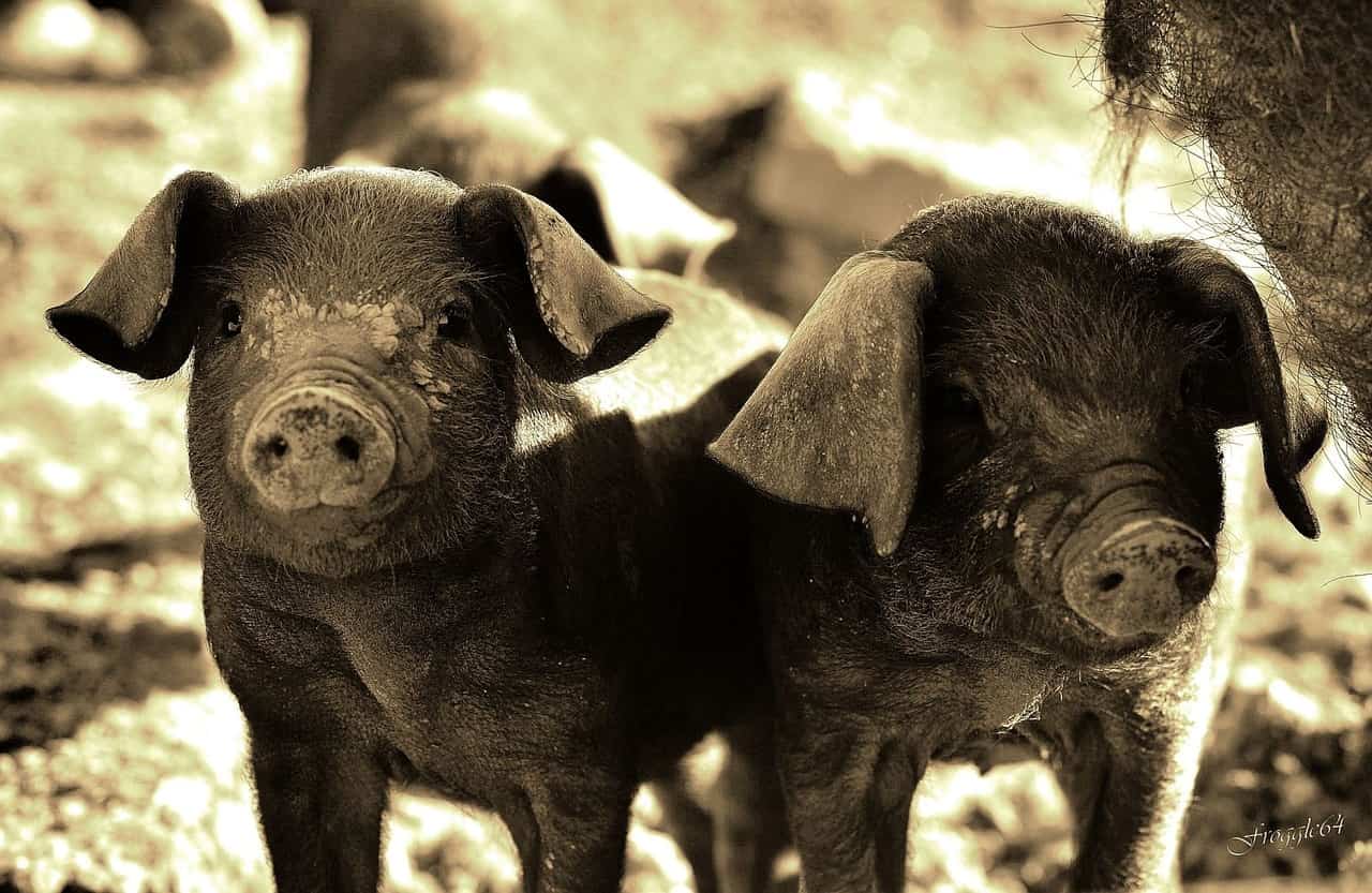 Most Common Breeds Of Pet Pigs Pet Pig World