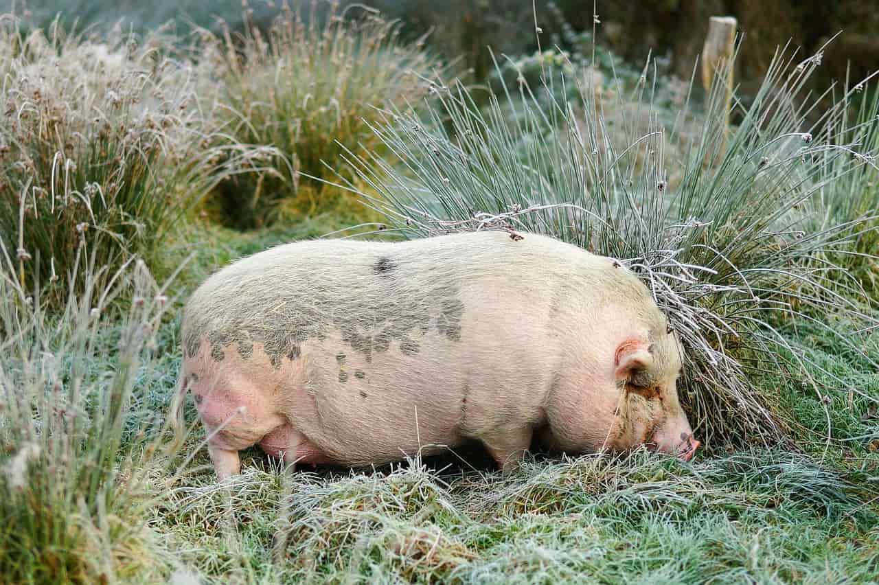 Why Do Pigs Burrow? | Pet Pig World