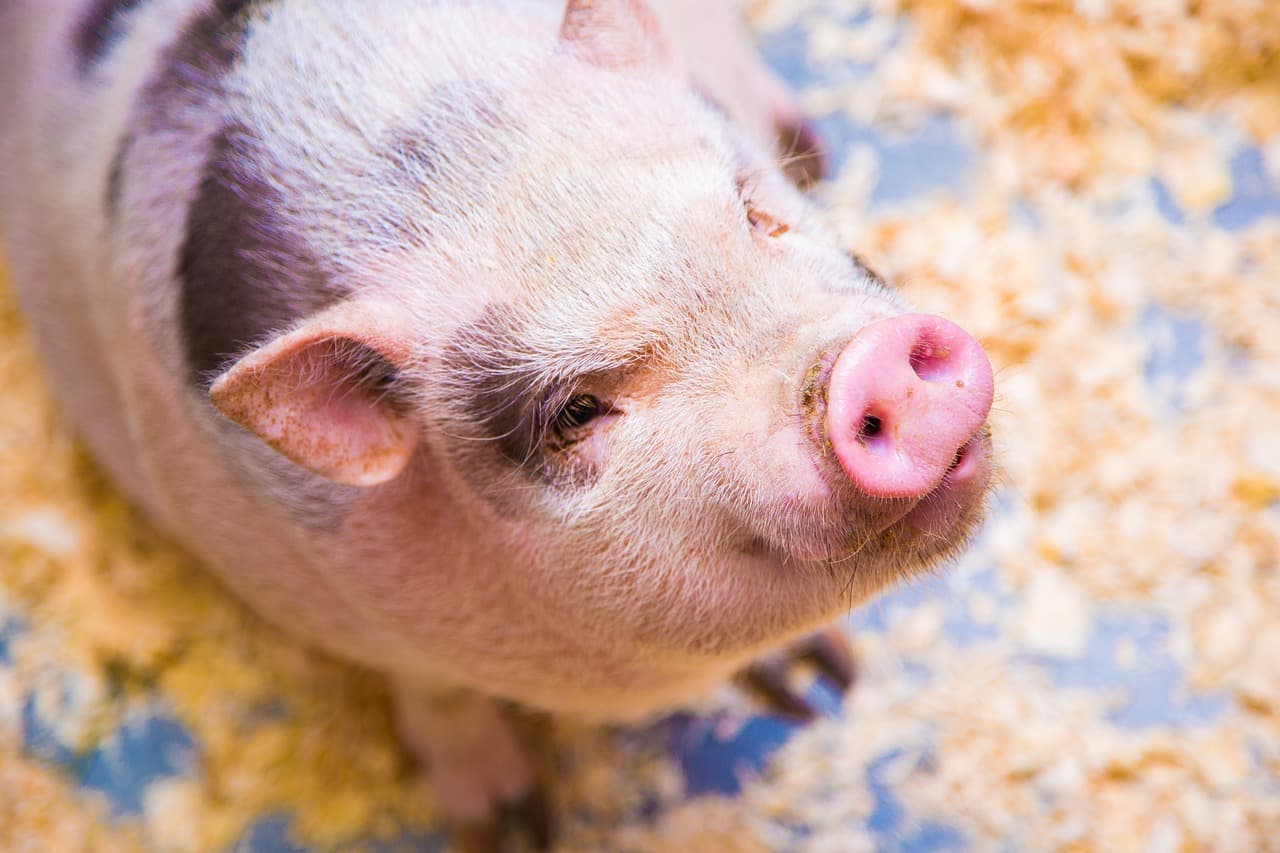  Pet Pig World